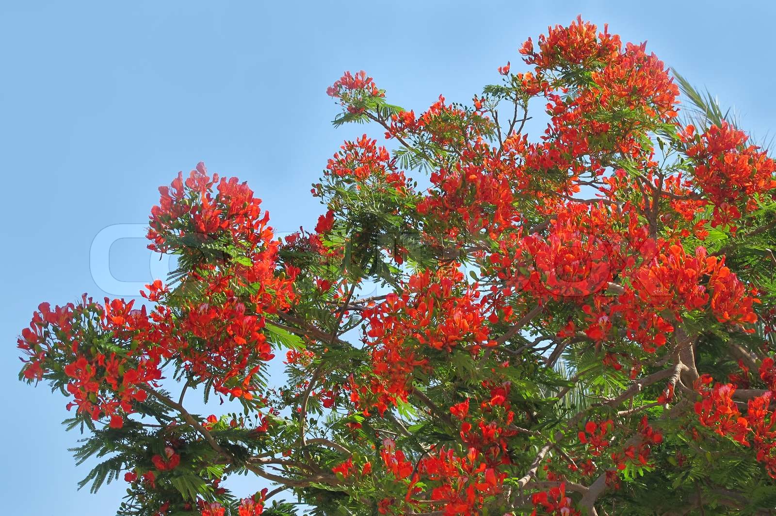 Blossoming tropical tree Royal Poinciana with beautiful red flowers ...