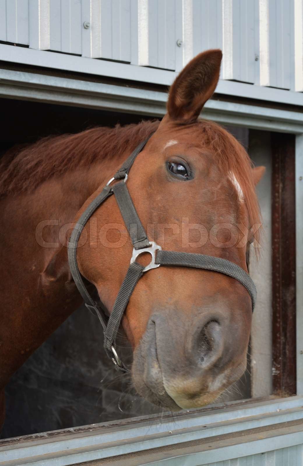 Smiling horse | Stock image | Colourbox