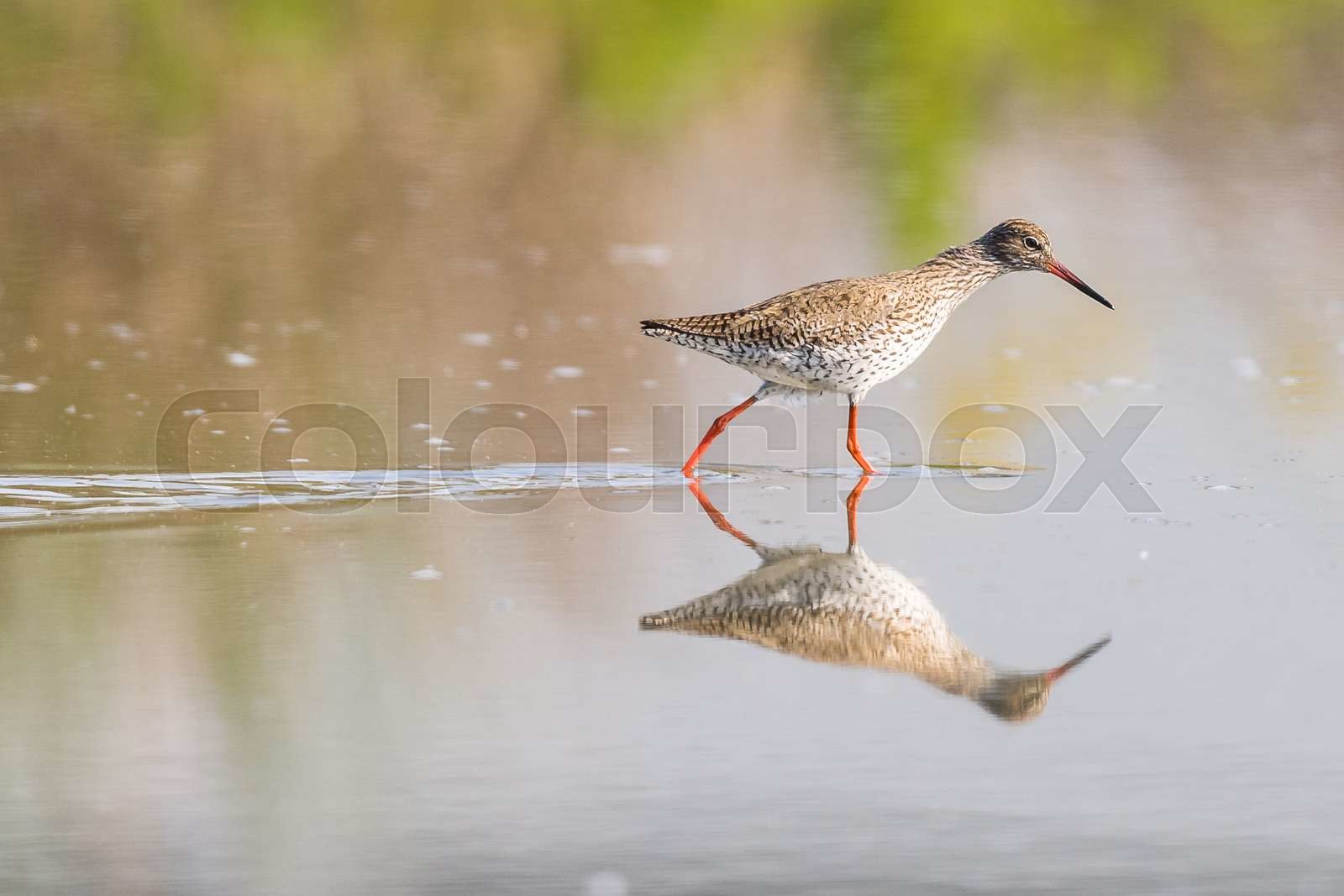 Female Ruff Reflecting | Stock image | Colourbox