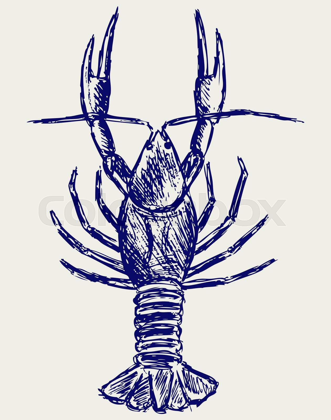 Crayfish sketch | Stock vector | Colourbox