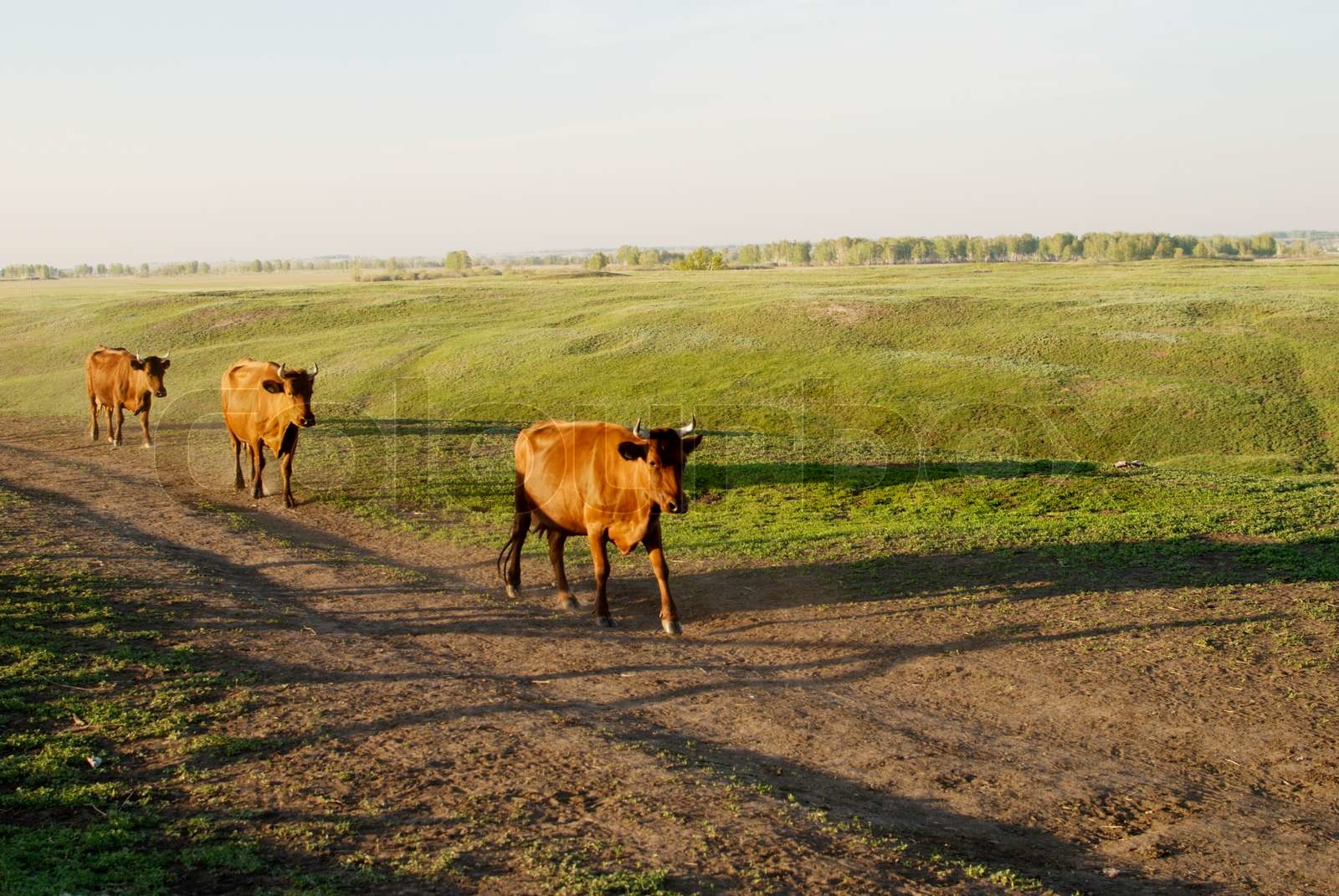 cows on the road | Stock image | Colourbox