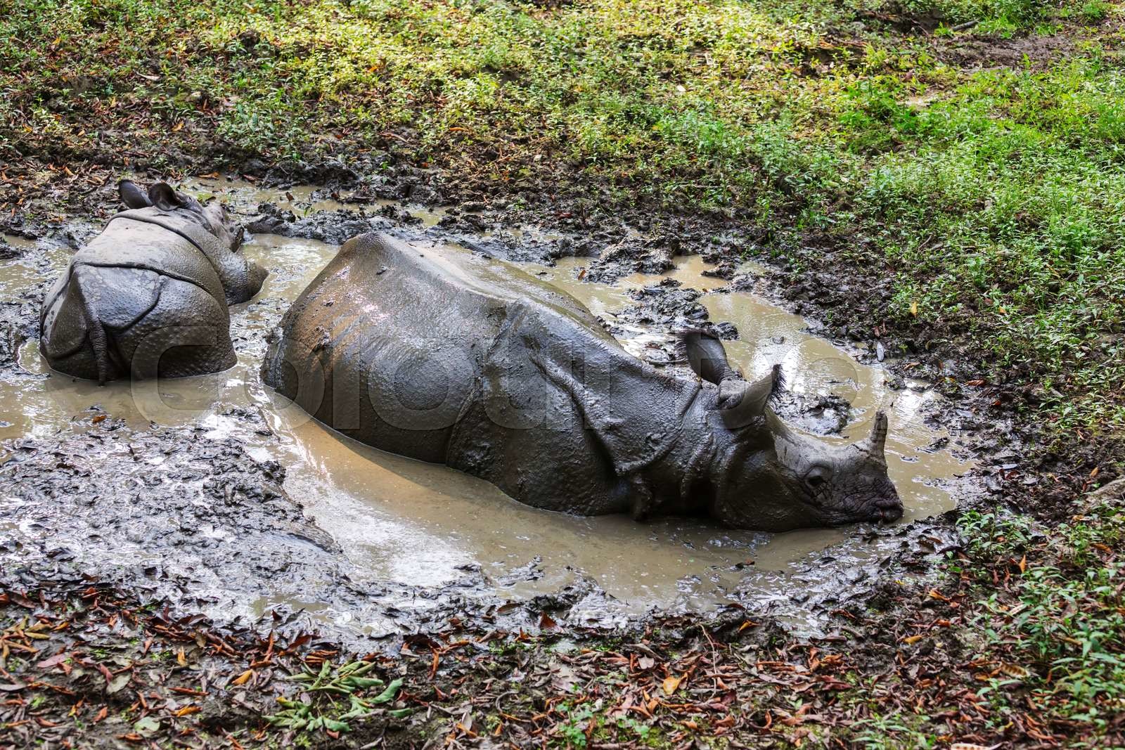 Rhino in Nepal | Stock image | Colourbox