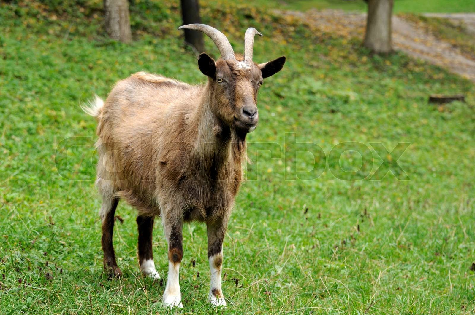 Goat. | Stock image | Colourbox