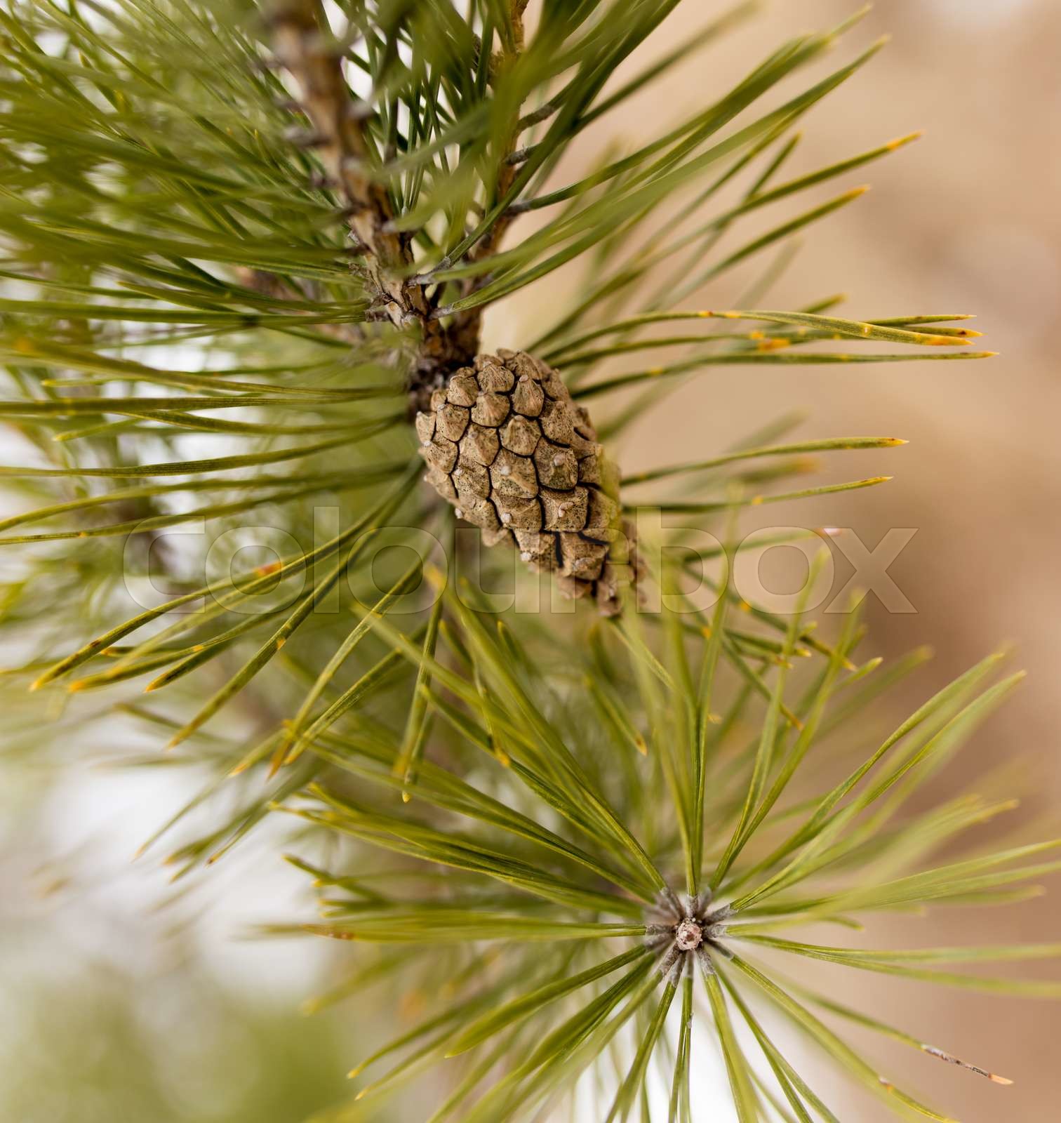 bump on the tree in nature | Stock image | Colourbox