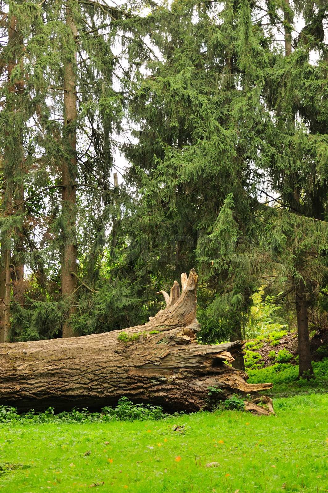Big Old Tree Stock Image Colourbox big-old-tree-stock-image-colourbox