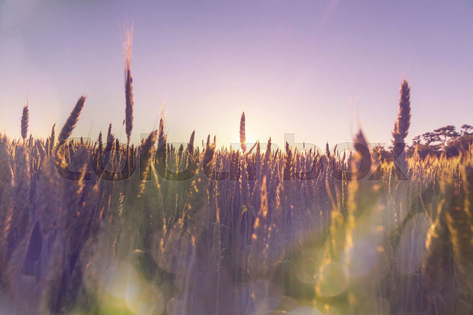 Wheat | Stock image | Colourbox