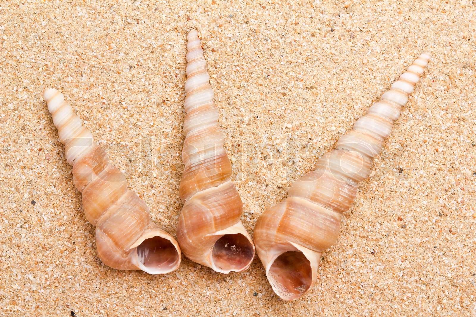 Seashell close-up | Stock image | Colourbox
