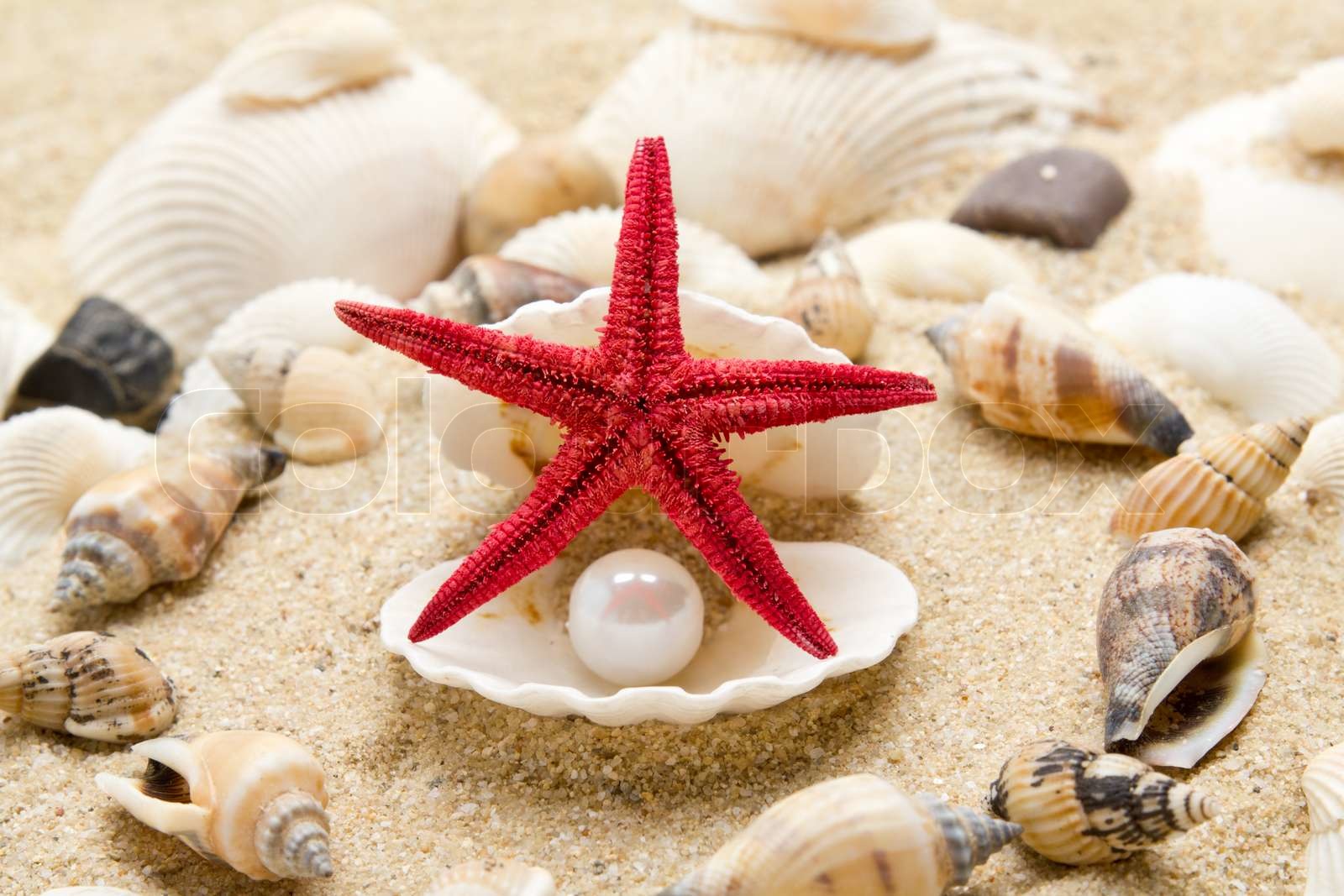 Perle an der Muschel. | Stock Bild | Colourbox