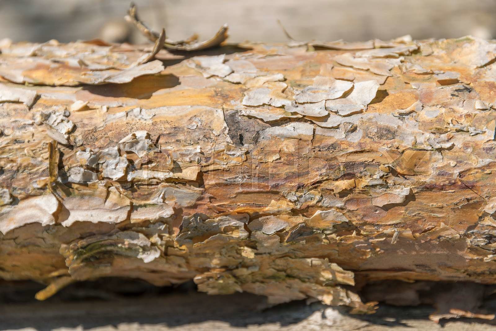 rough bough detail | Stock image | Colourbox