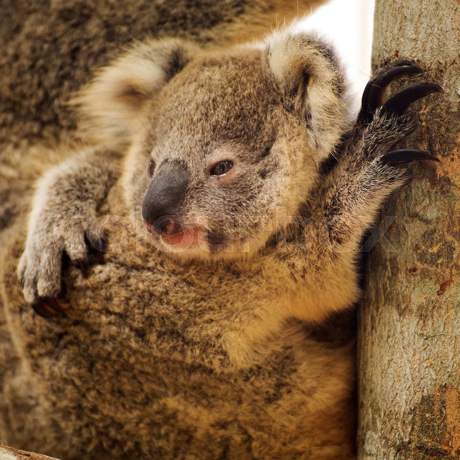 Close up cute Koala | Stock image | Colourbox