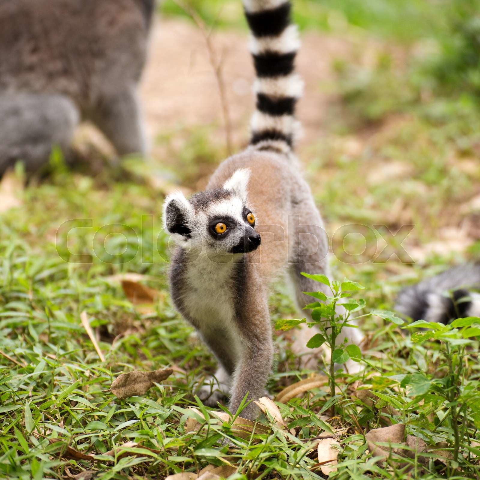 Ring-tailed lemur standing | Stock image | Colourbox