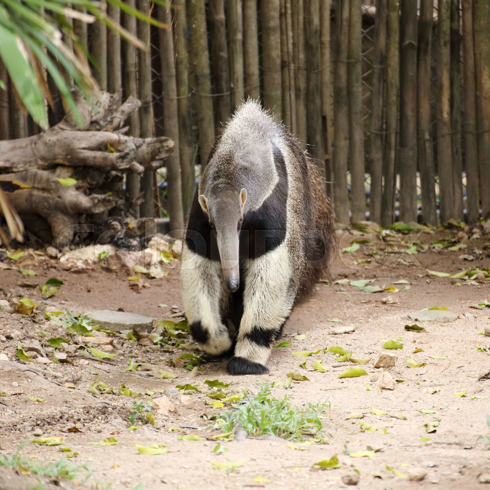 giant ant eater walking | Stock image | Colourbox