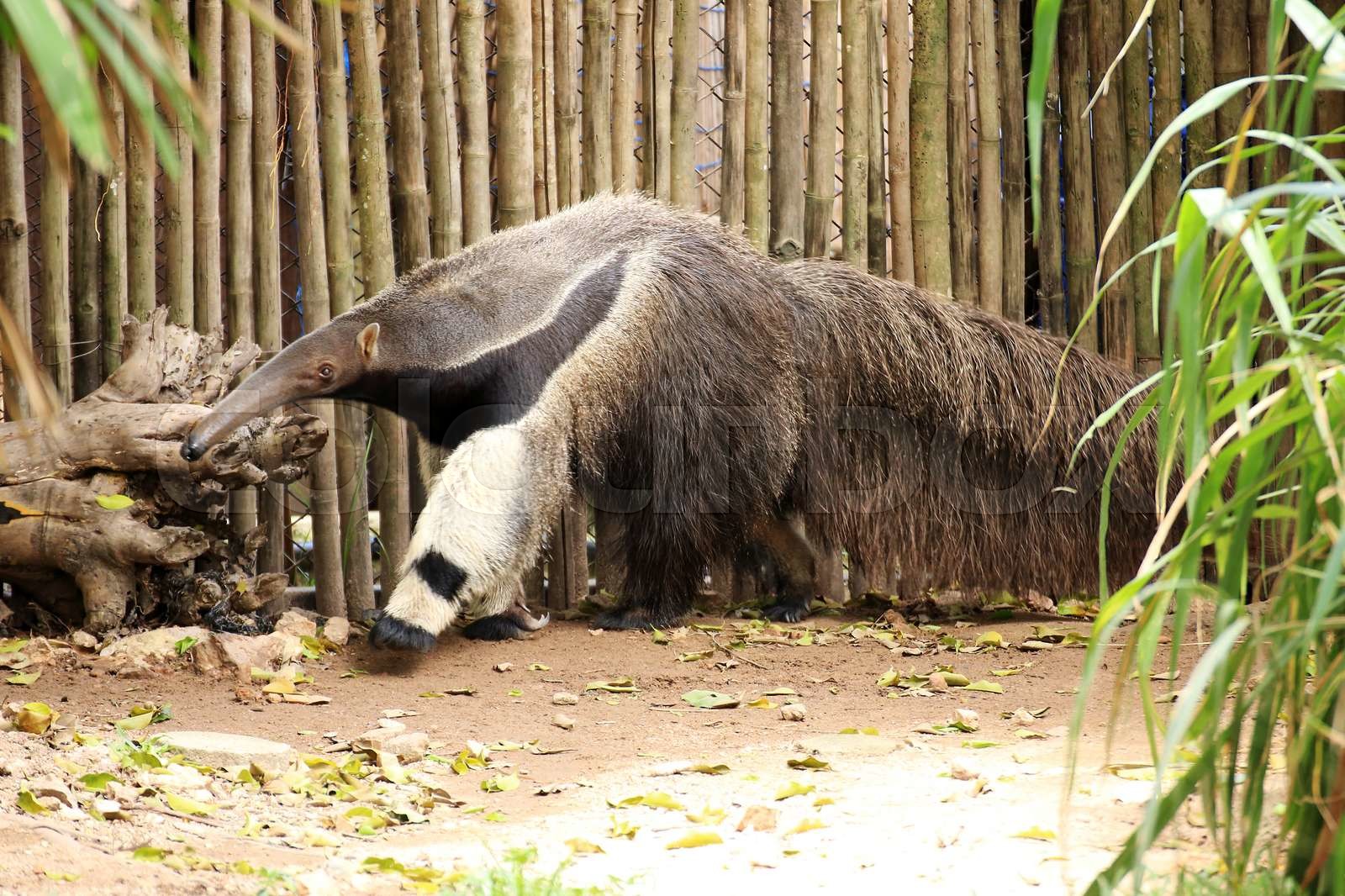 giant ant eater walking | Stock image | Colourbox