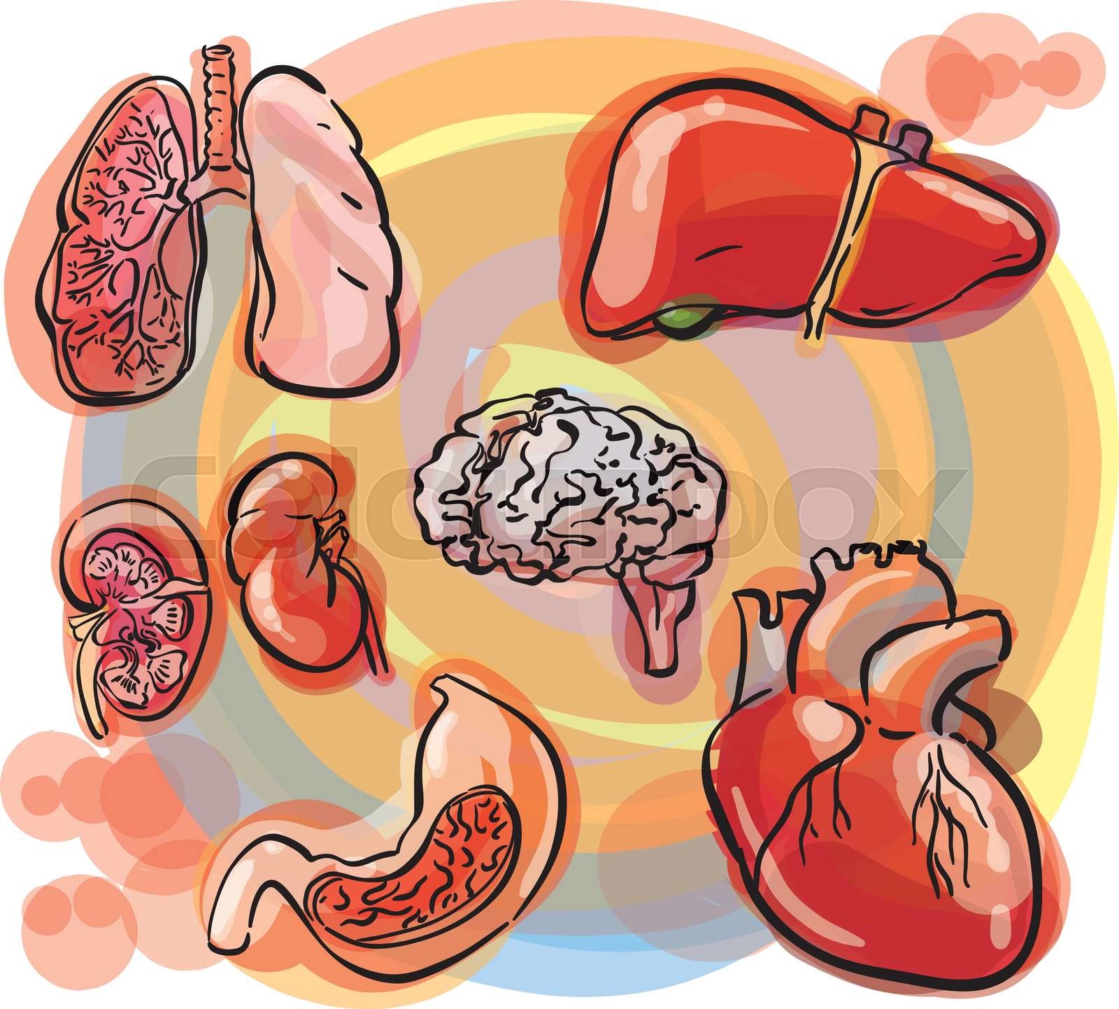 internal organs sketch set | Stock vector | Colourbox
