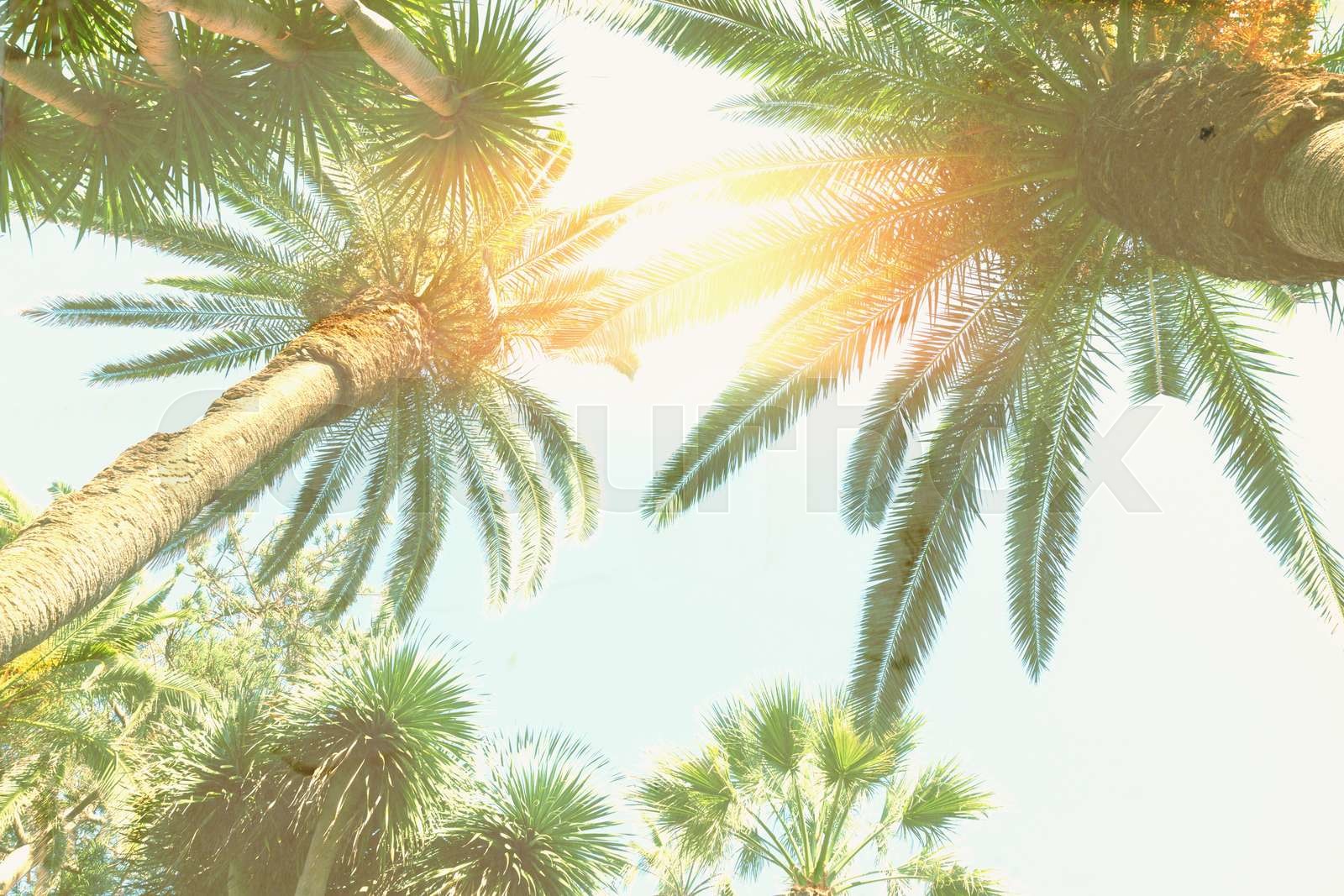 Vintage Palm Tree Background
