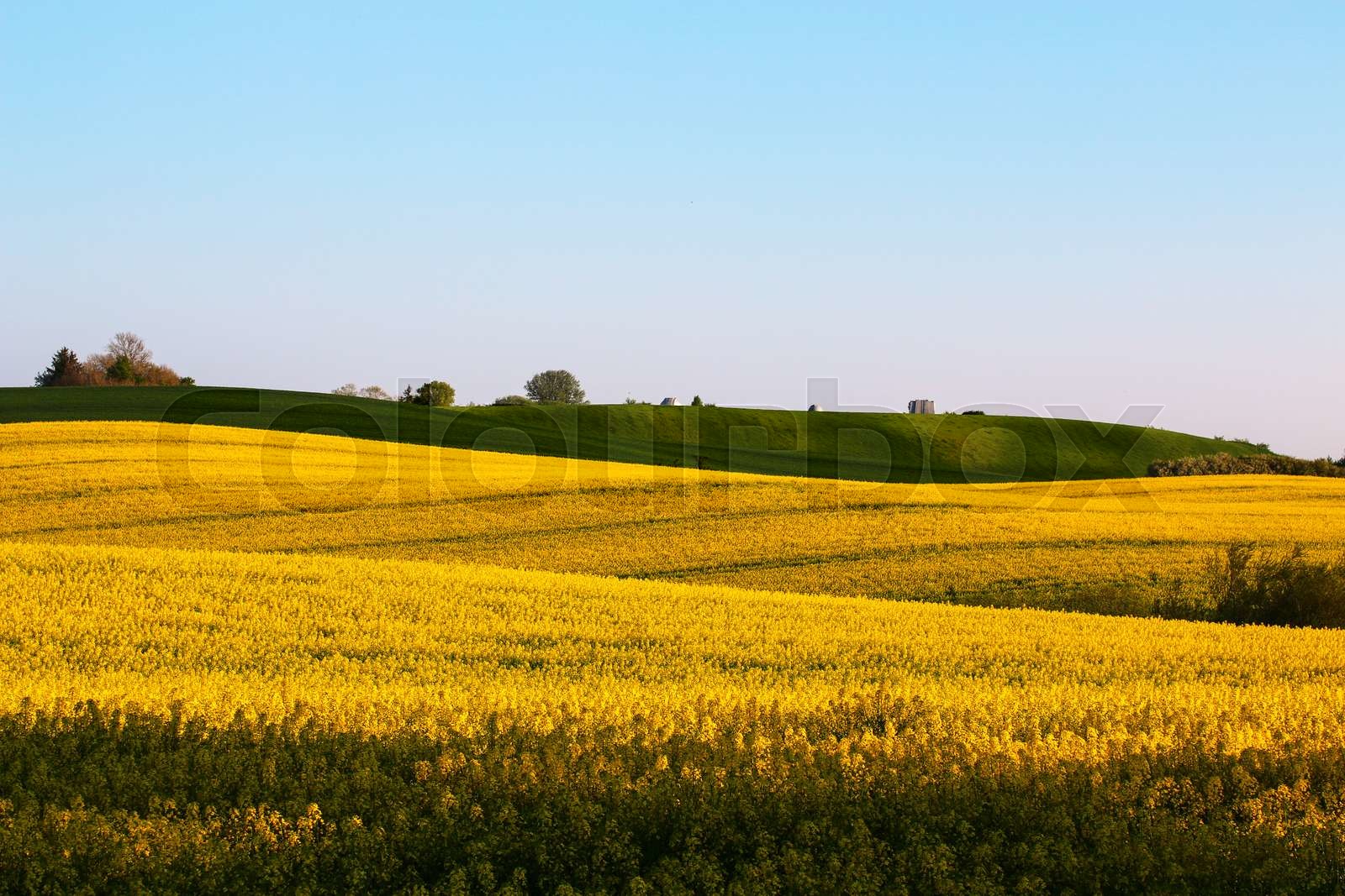 Rapsmark | Stock foto | Colourbox