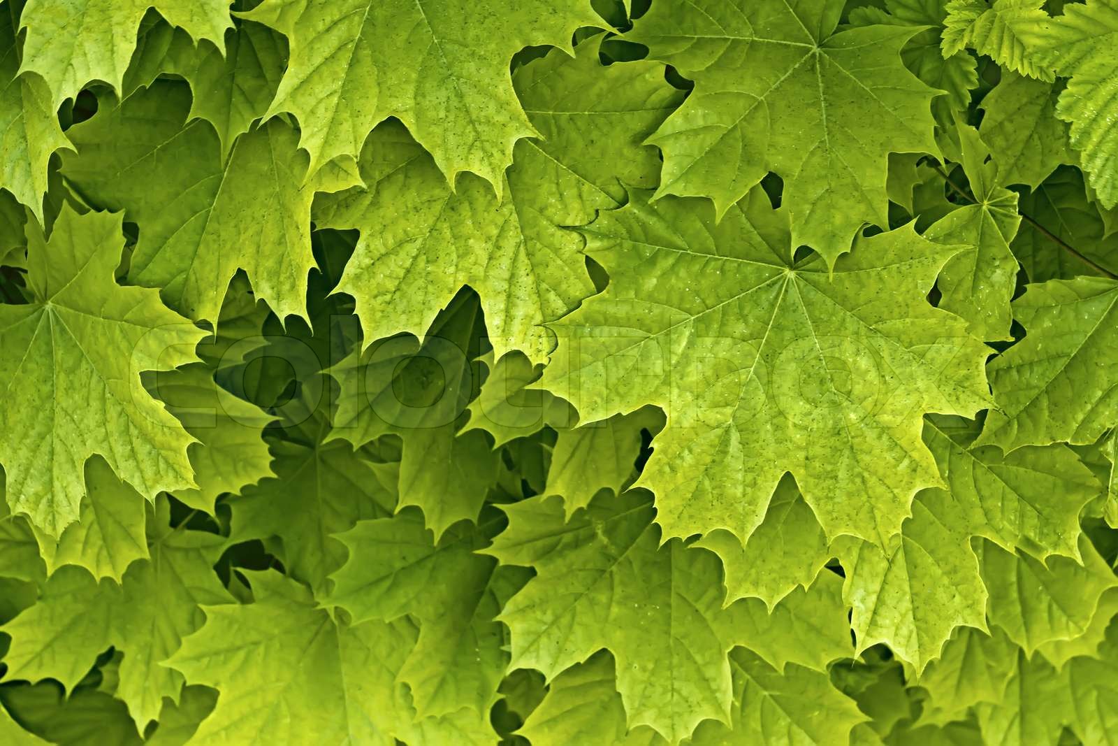 Young delicate leaves of maple in the spring season | Stock image ...
