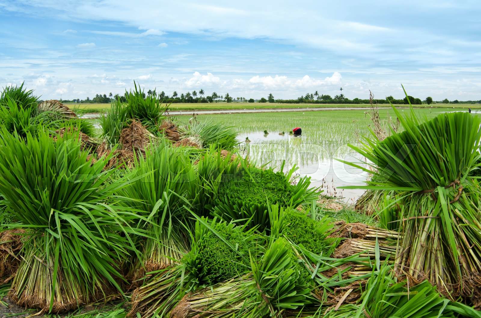 Rice farmers on rice field | Stock image | Colourbox