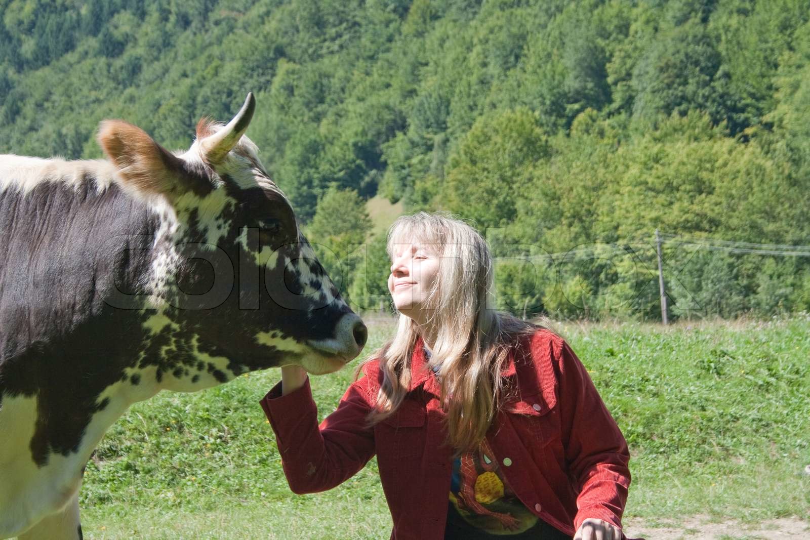 A woman with a cow | Stock image | Colourbox