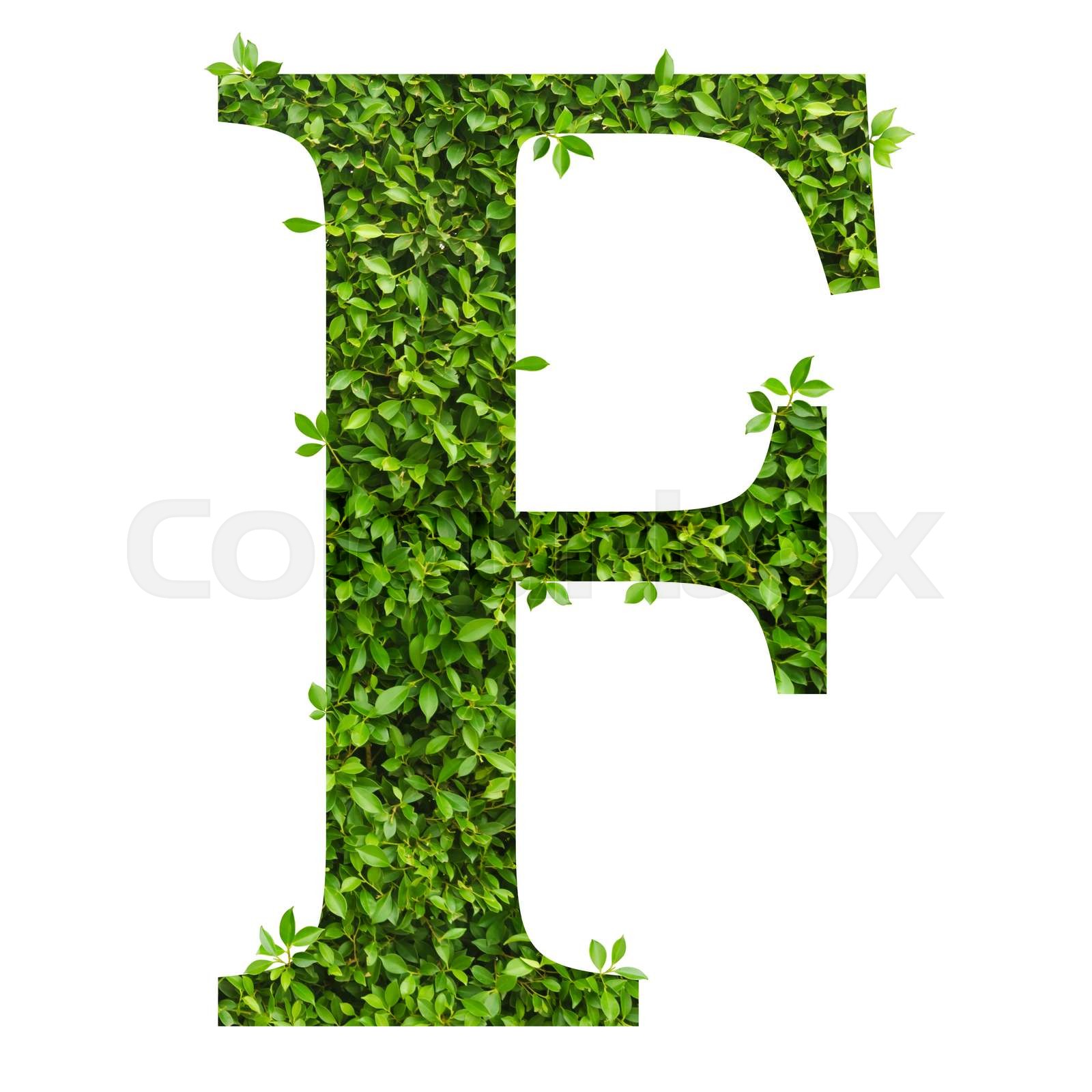 Letter F, alphabet of green leaves | Stock image | Colourbox