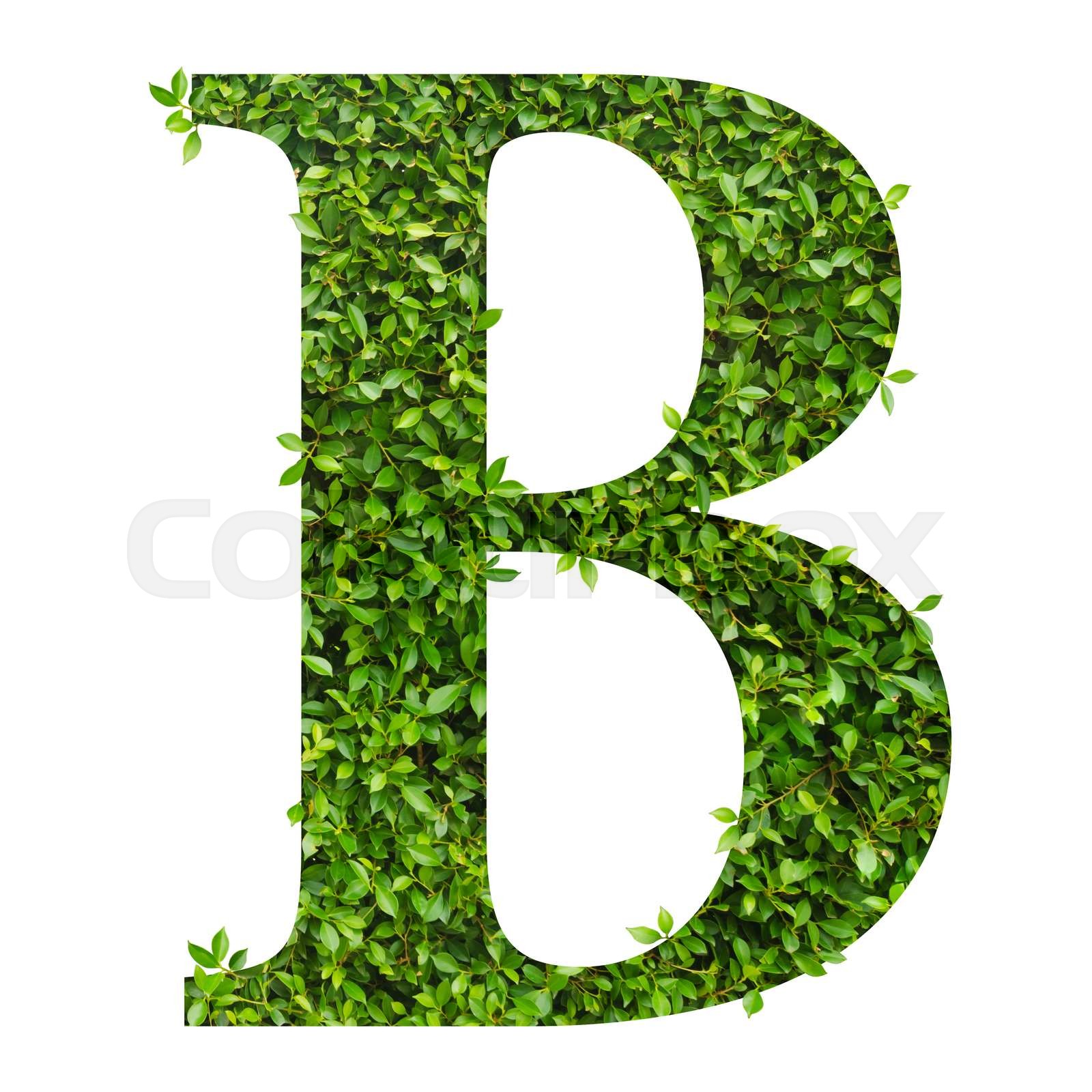 Letter B, alphabet of green leaves | Stock image | Colourbox