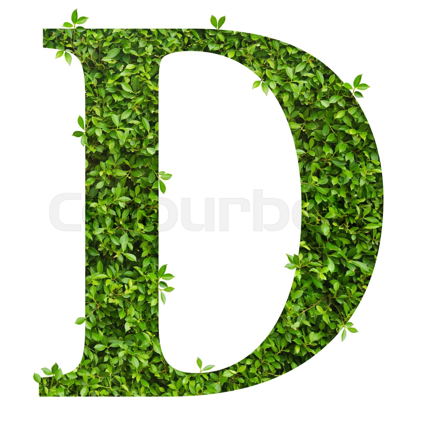 Letter D, alphabet of green leaves | Stock image | Colourbox