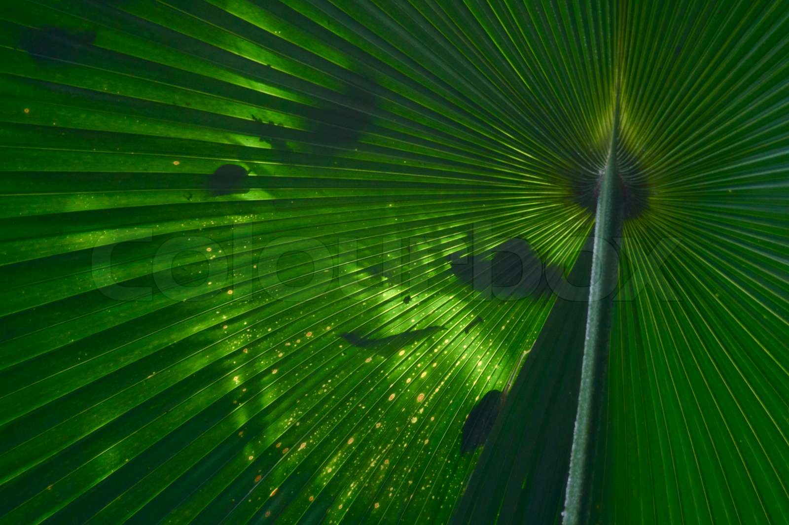 Corypha umbraculifera | Stock image | Colourbox