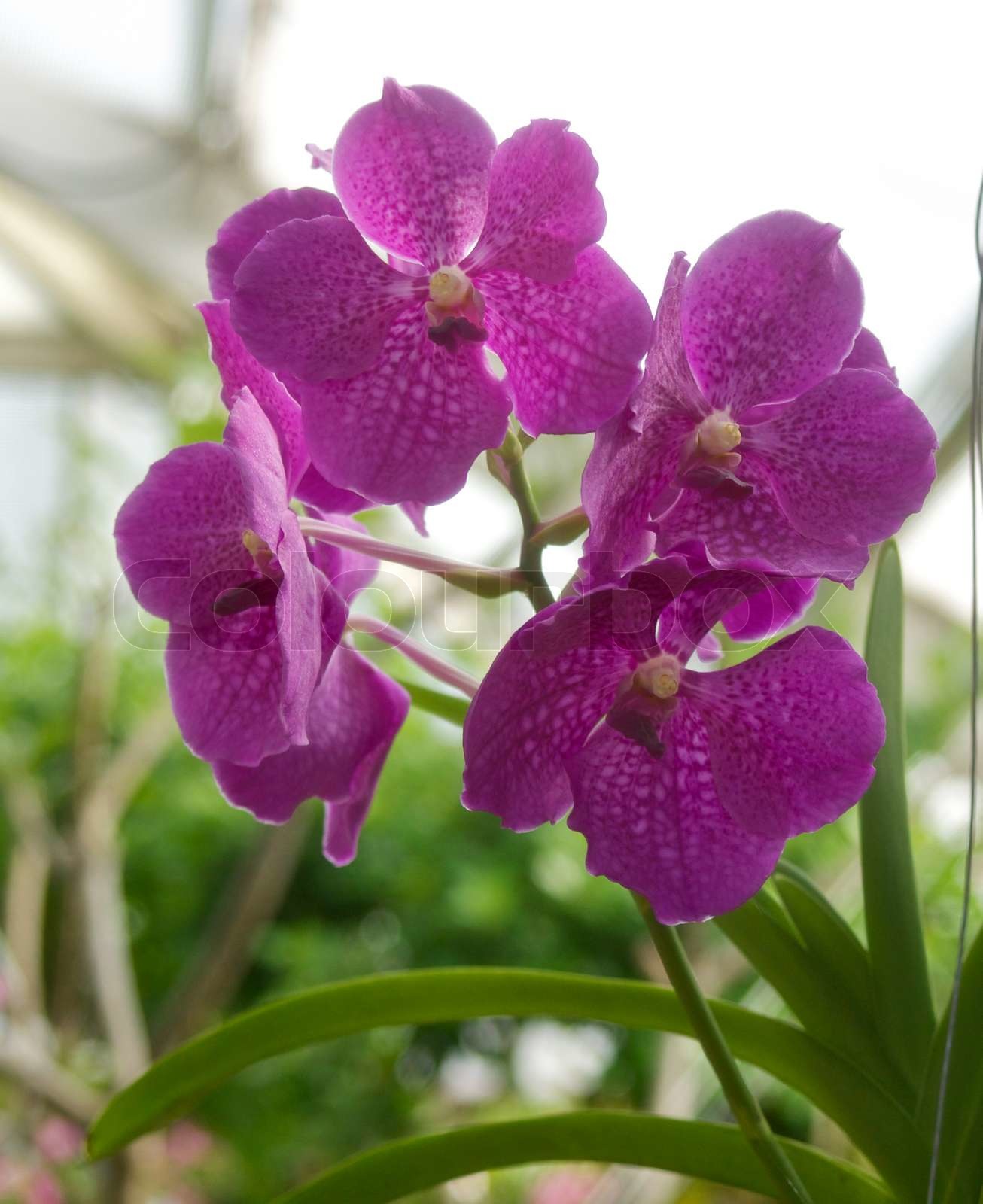 Vanda Orchid | Stock foto | Colourbox