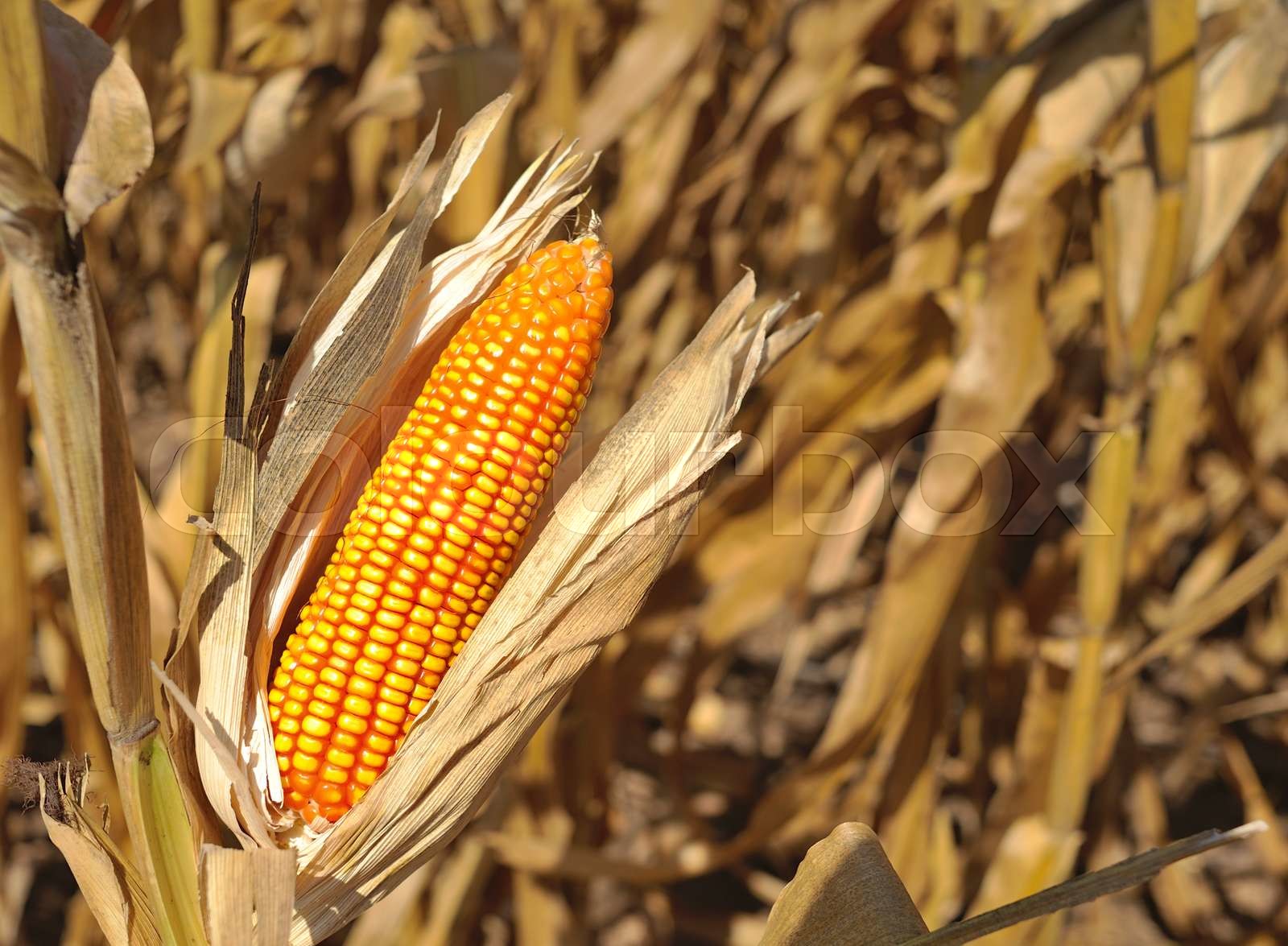 yellow corn | Stock image | Colourbox