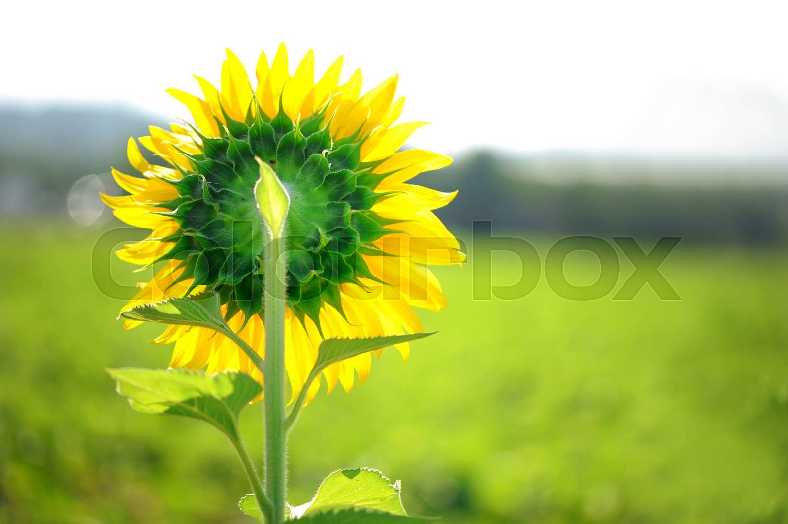 sunflower back side | Stock image | Colourbox