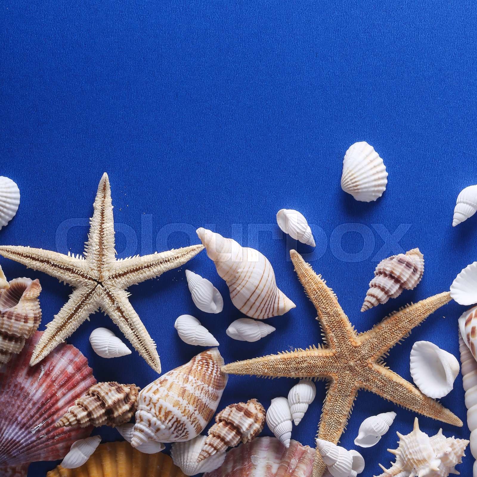 Beautiful Seashell Background | Stock image | Colourbox