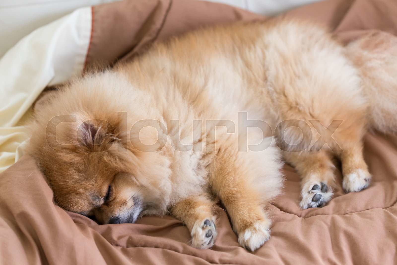 Cute Puppy Sleeping In Bed