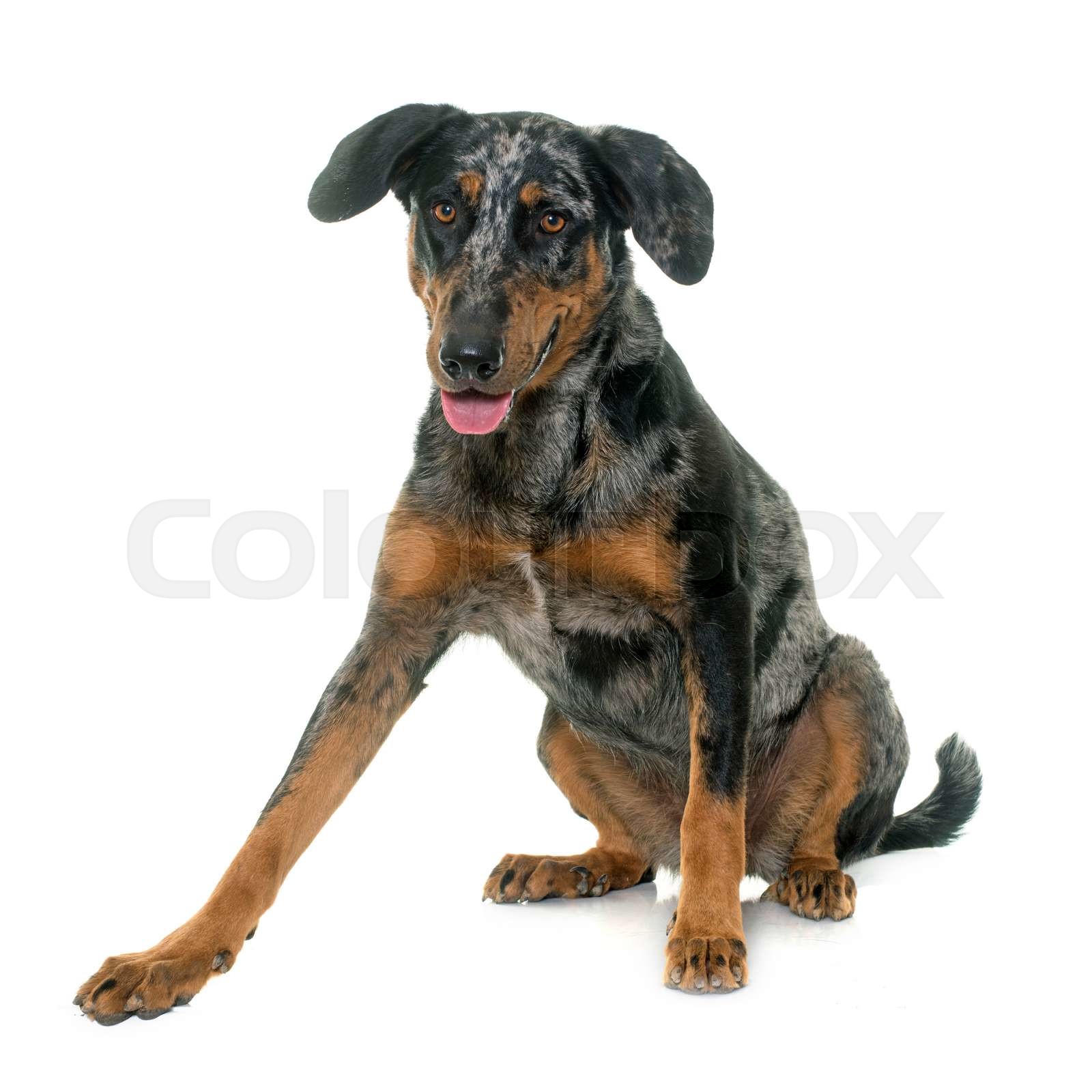 female harlequin beauceron | Stock image | Colourbox