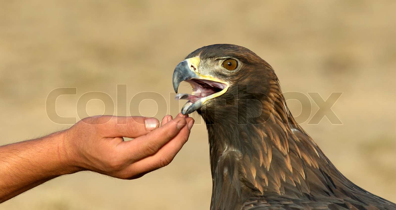 Golden Eagle and hand | Stock image | Colourbox