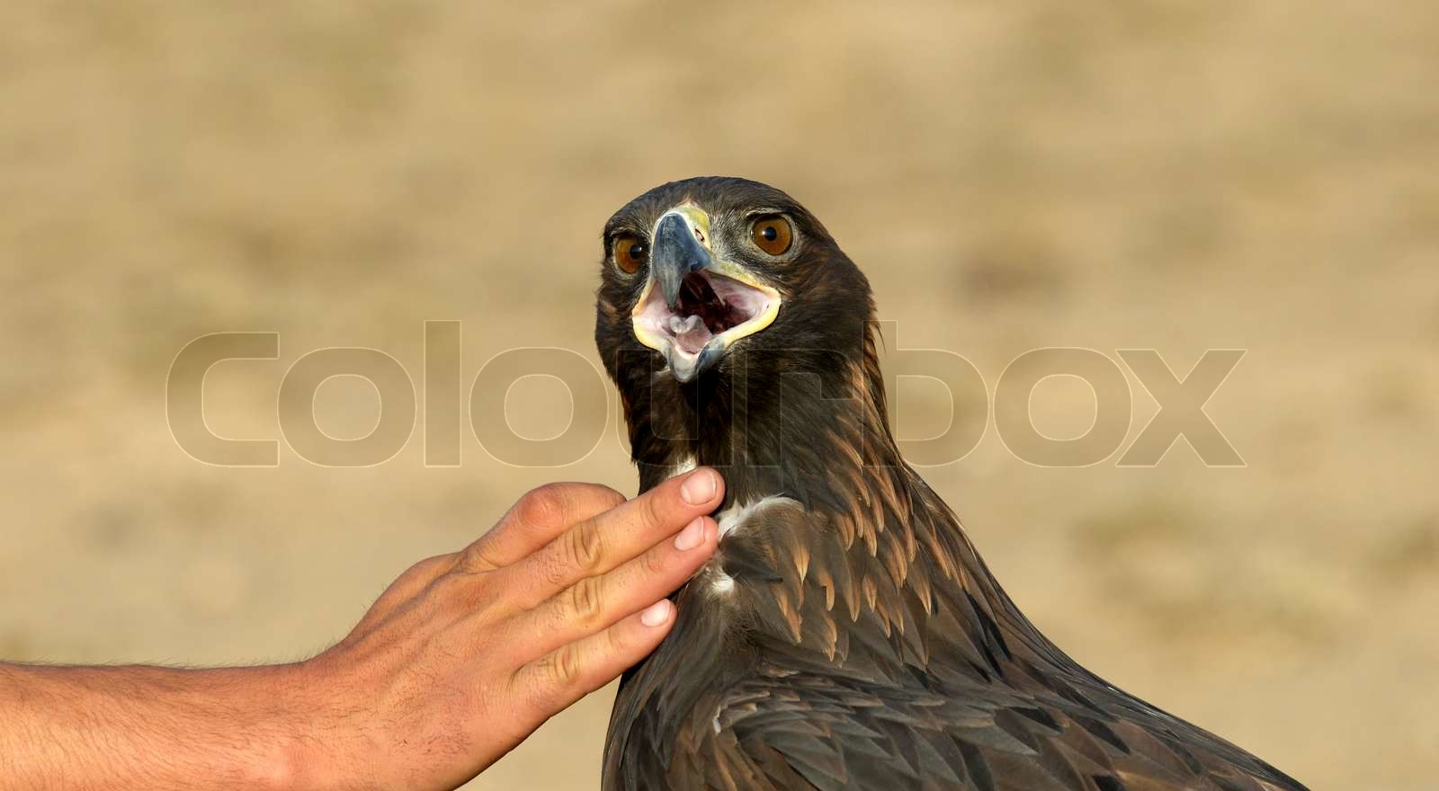 Golden Eagle and hand | Stock image | Colourbox