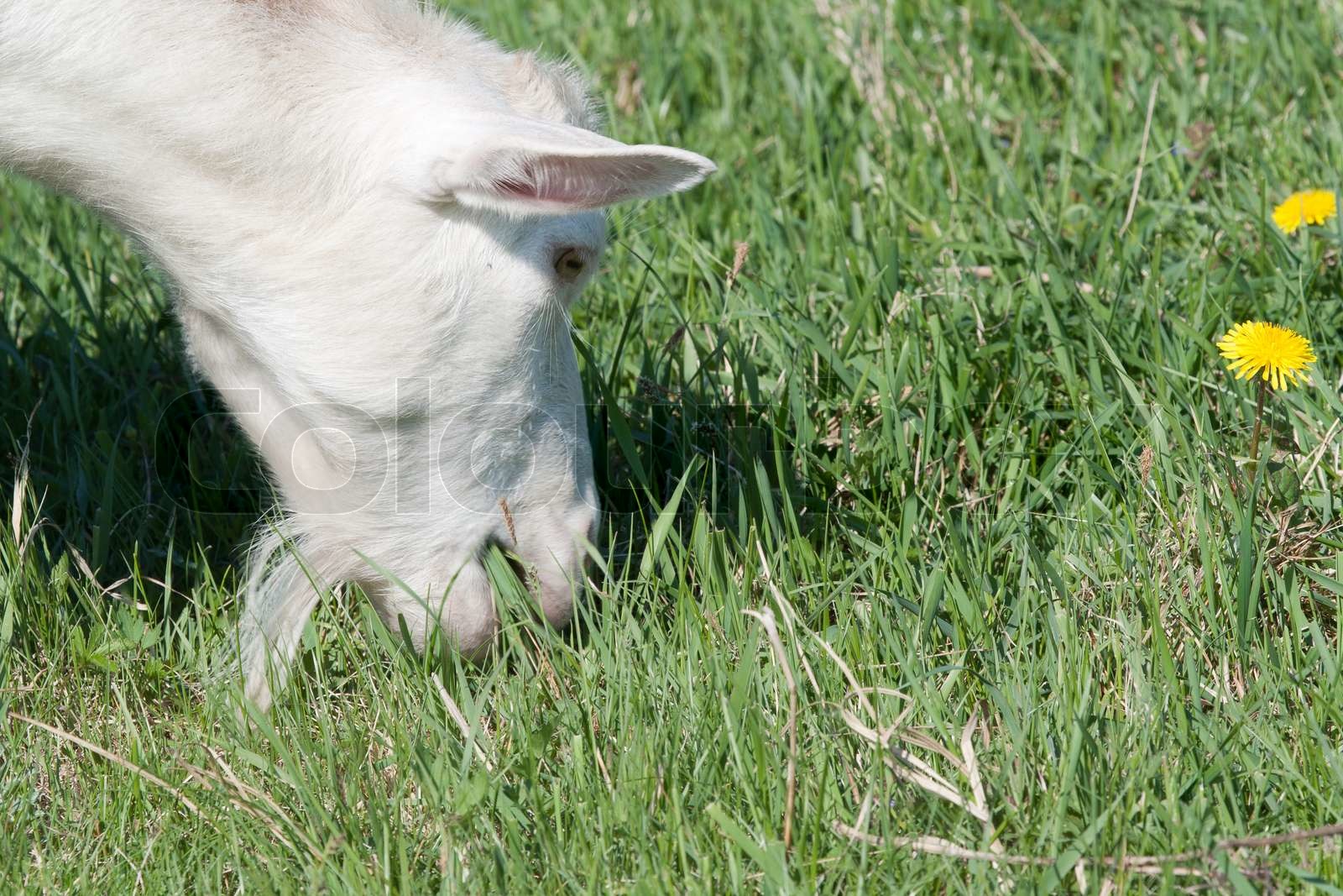goats nibbling grass | Stock image | Colourbox