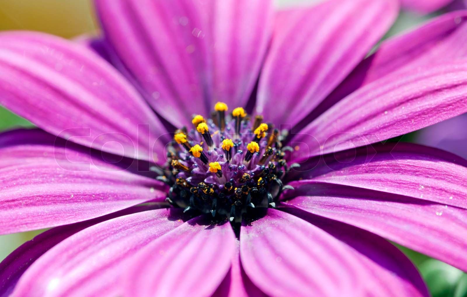 pink spanish daisy flower | Stock image | Colourbox