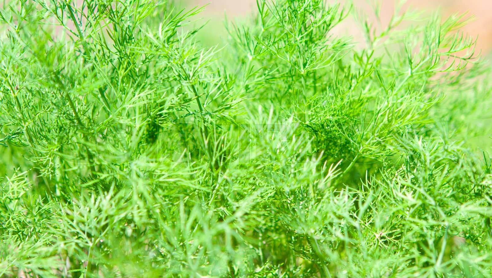 Dill im Garten | Stock Bild | Colourbox