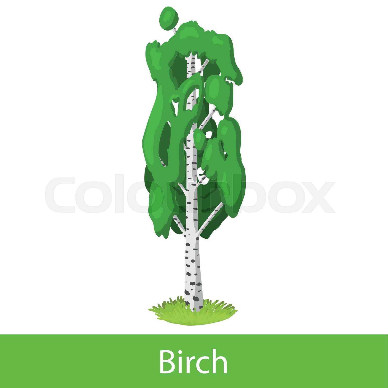 Birch cartoon tree | Stock vector | Colourbox