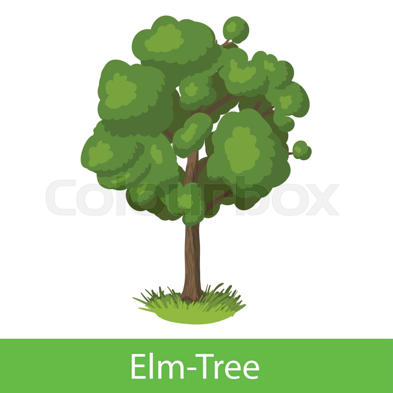 Elm-Tree cartoon icon | Stock vector | Colourbox