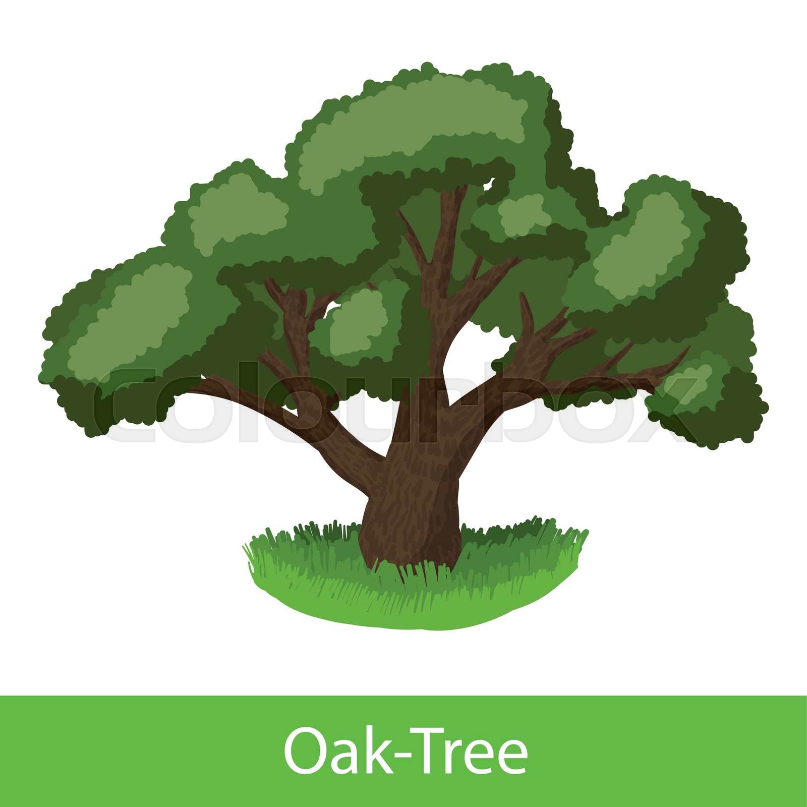 Oak-Tree cartoon icon | Stock vector | Colourbox