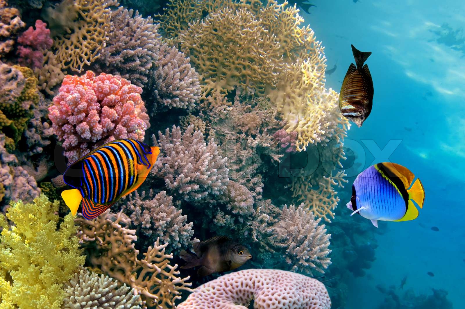Underwater life of a hard-coral reef, Red Sea, Egypt | Stock image ...