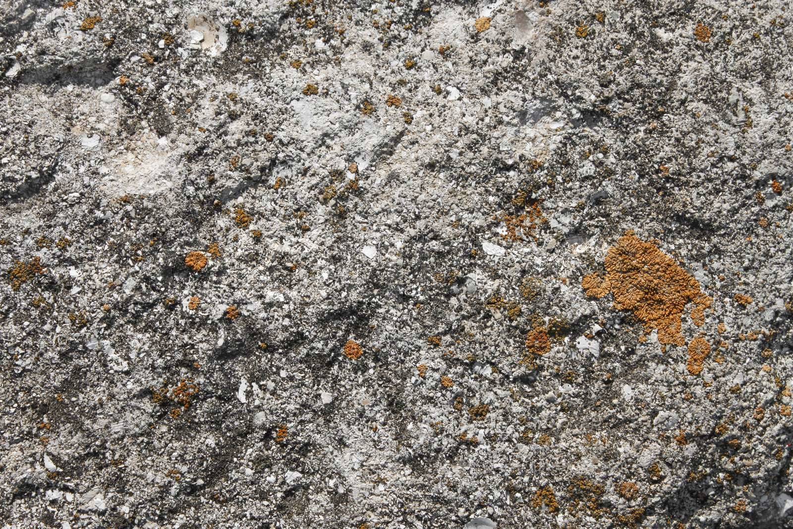 Calcareous stone partially covered with various kinds of lichens ...