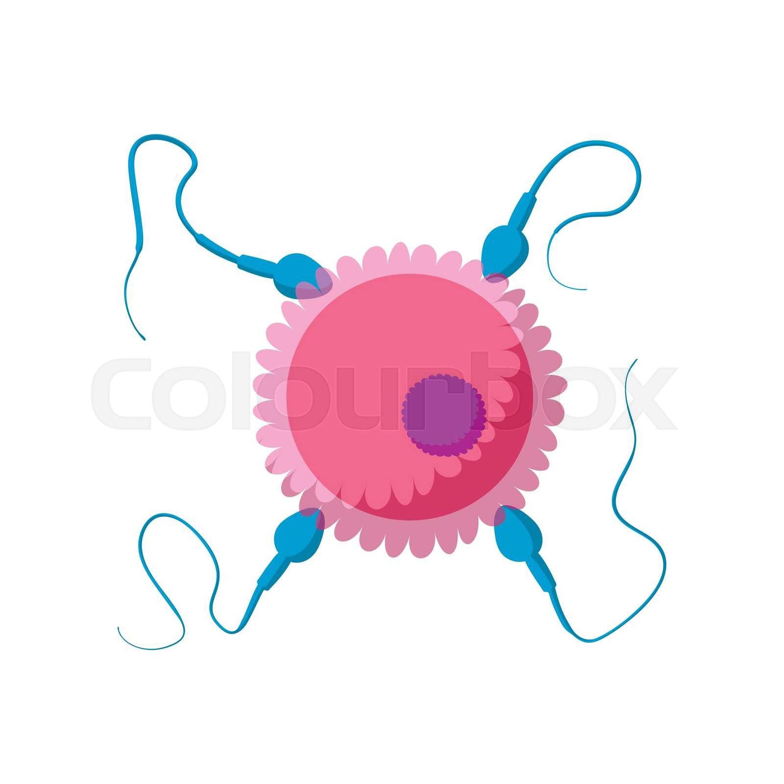 Human Egg Cell And Sperm