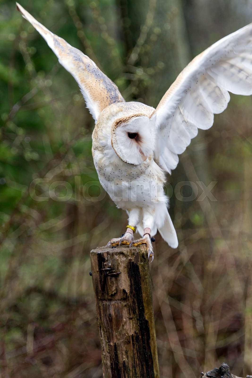 Male Barn Owl | Stock image | Colourbox