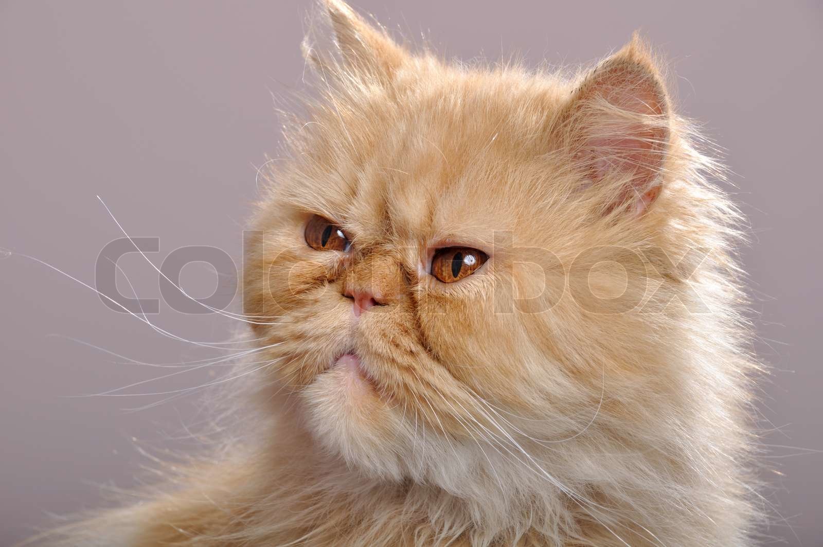 close- up portræt af en rød persisk race kat | Stock foto | Colourbox