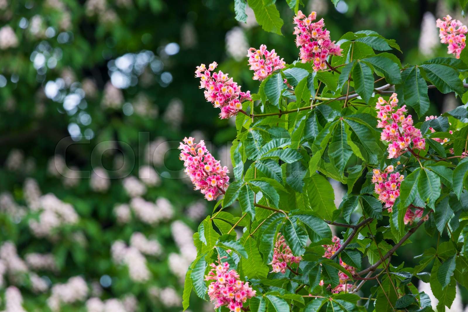 Chesnut flowers on the tree | Stock image | Colourbox