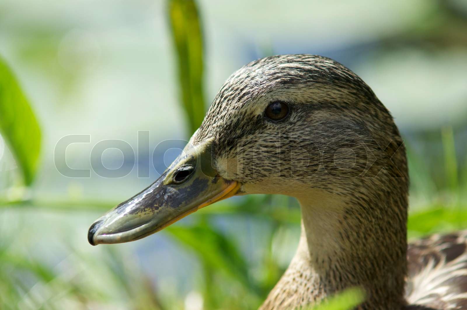 Lady Duck | Stock image | Colourbox