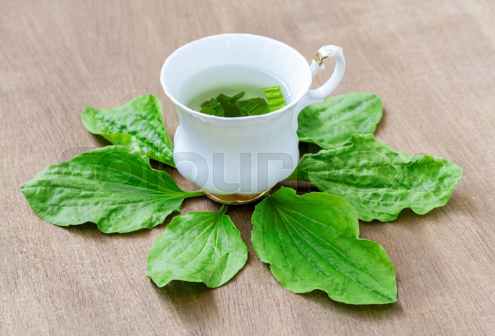 Herbal tea from the leaves of the plantain | Stock image | Colourbox