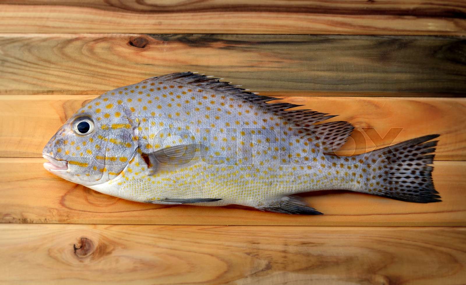 fresh painted sweetlip fish from market | Stock image | Colourbox